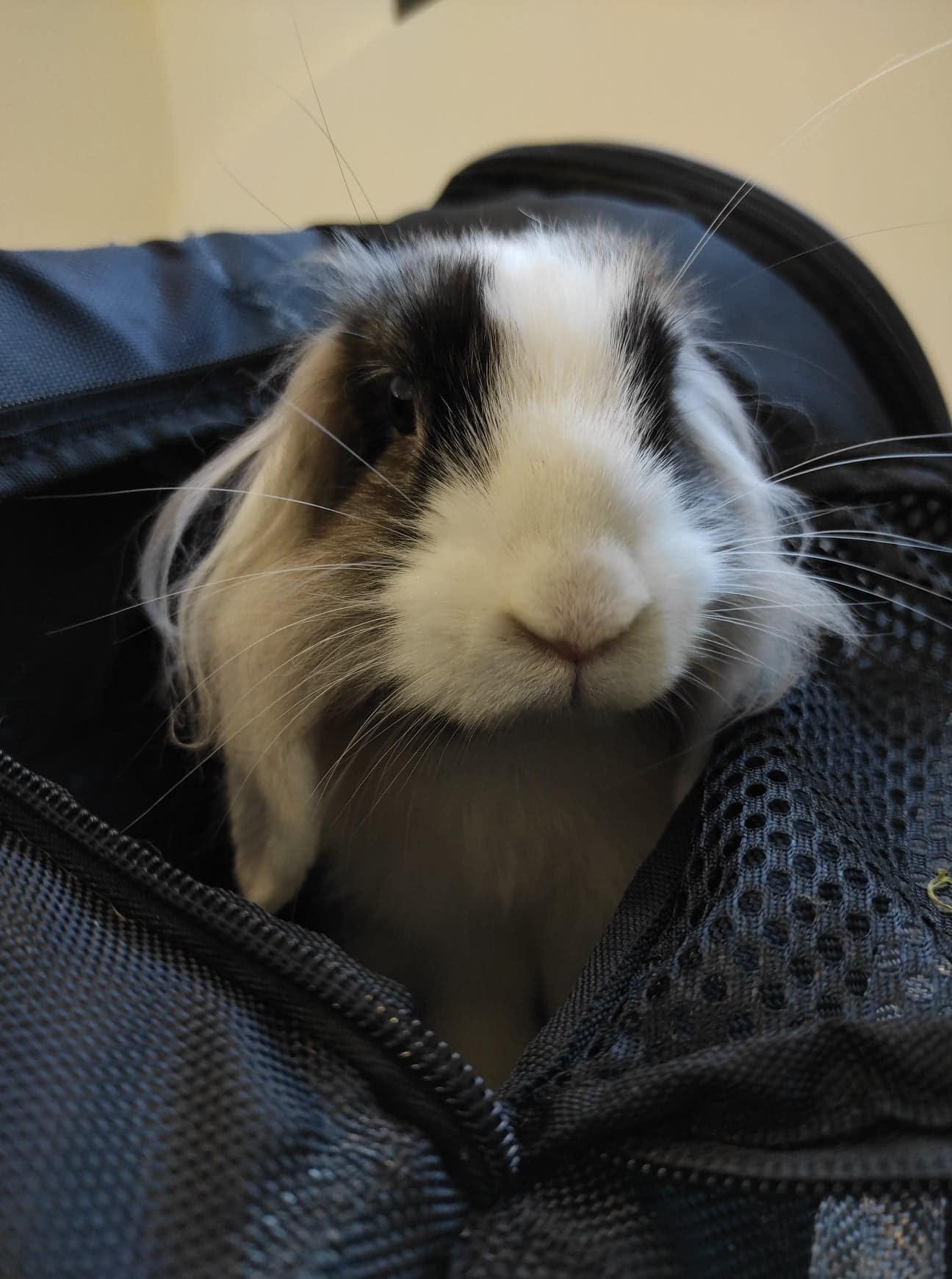 Bien accueillir son lapin • Lou-Pilou